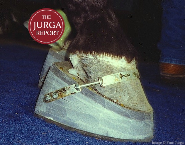 USDA Files Proposed Soring Rule Change for White House Approval: Will ...